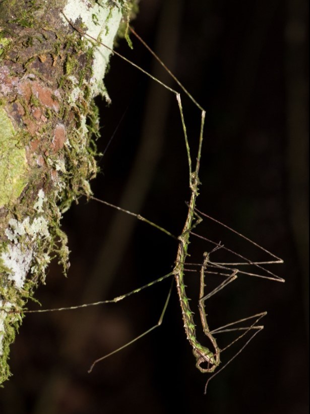 A new genera of stick insects described from Marojejy | Marojejy ...