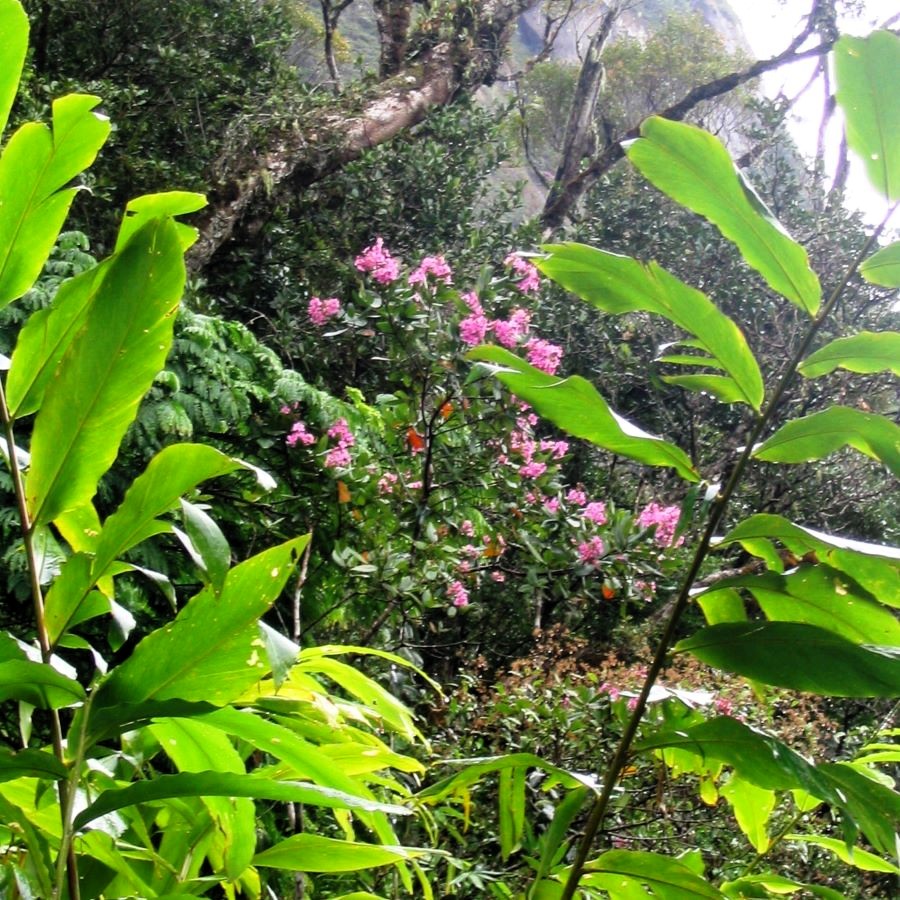 About Marojejy National Park