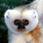 Welcome to Marojejy National Park, Madagascar