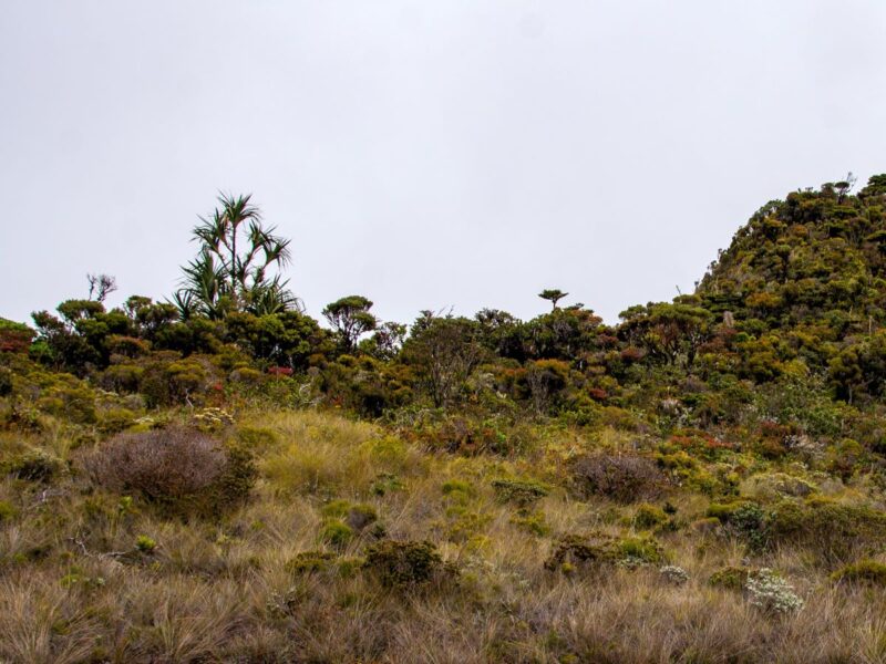 The Biodiversity of Marojejy National Park