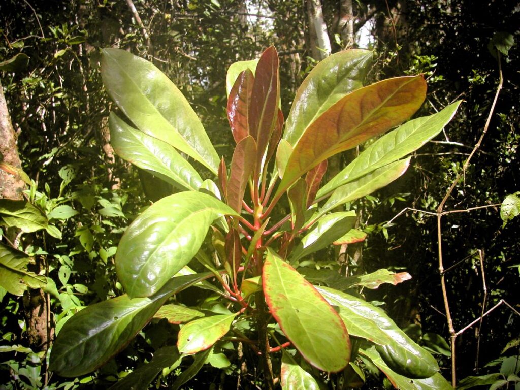 La biodiversité du parc national de Marojejy