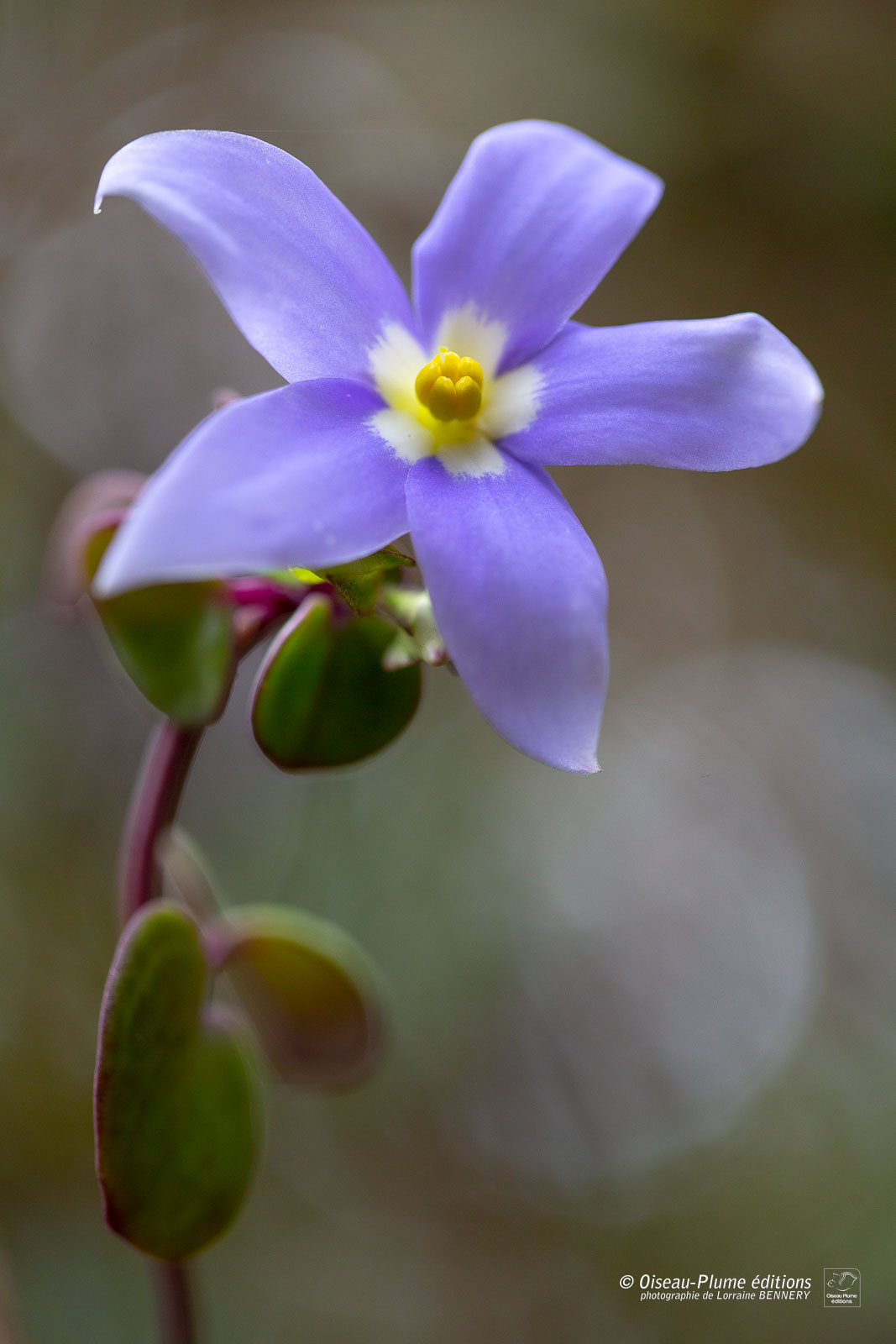 Marojejy Photo Galleries