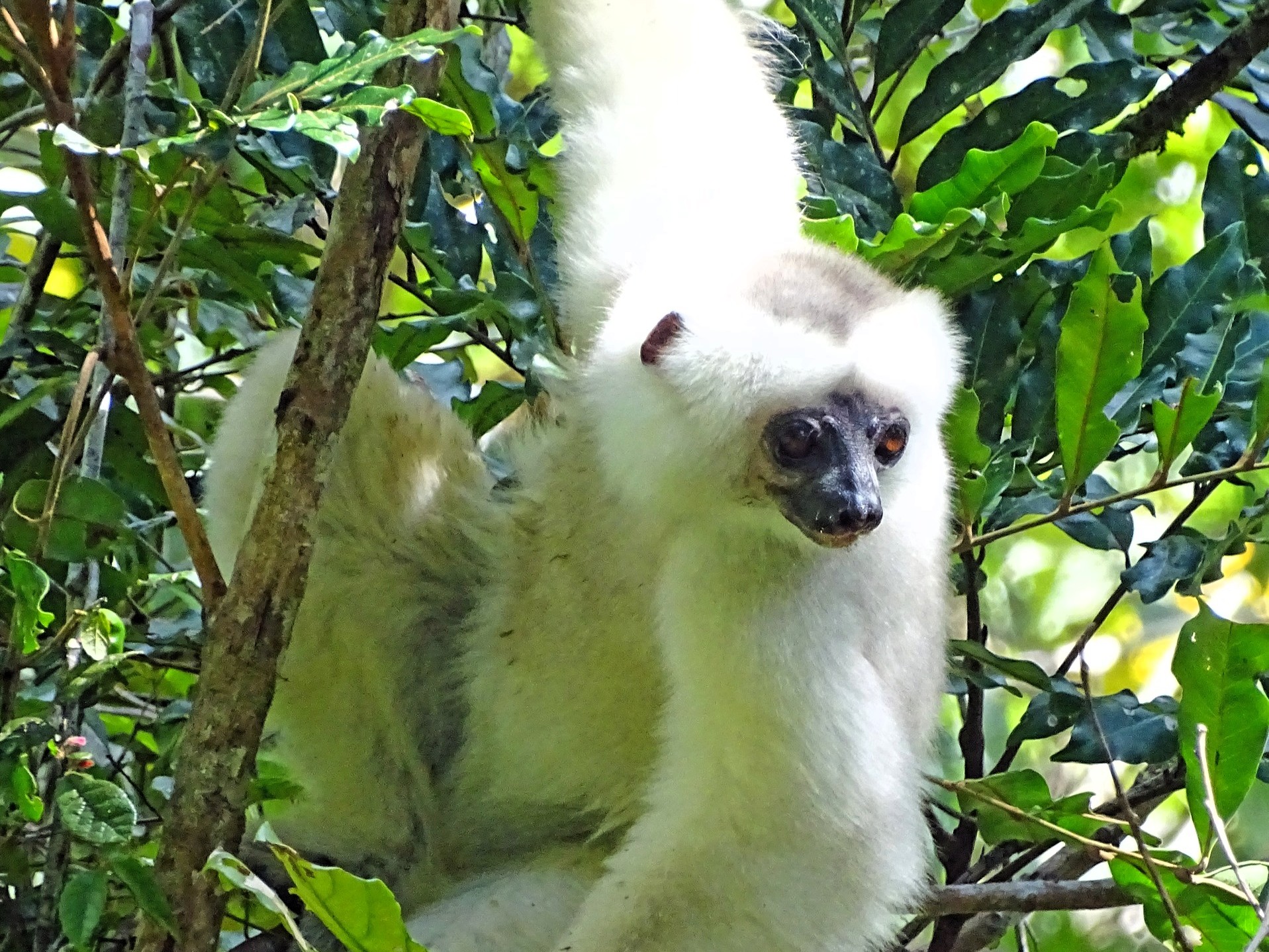 Silky Sifaka monitoring in Marojejy, Anjanaharibe-Sud and Makira ...